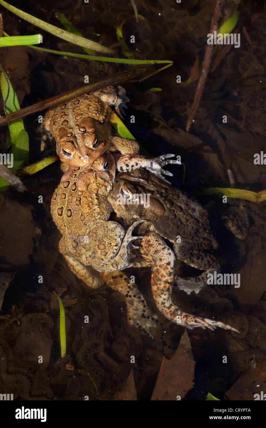 American toad , Bufo americanus , New York , toad ball, males ...