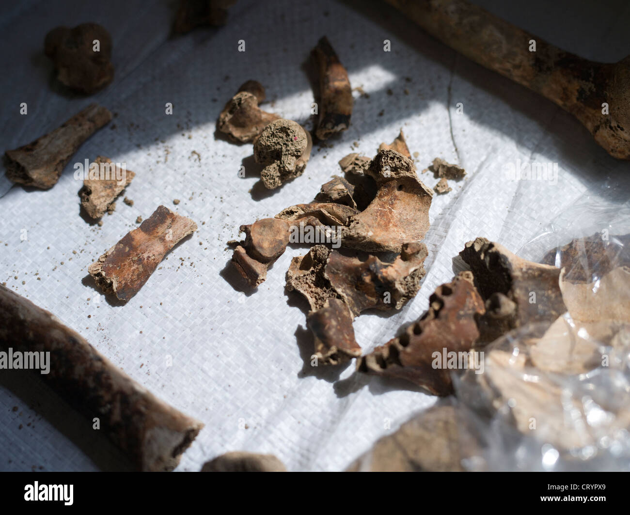 Bone fragments part of the human remains from WWII that are found ...