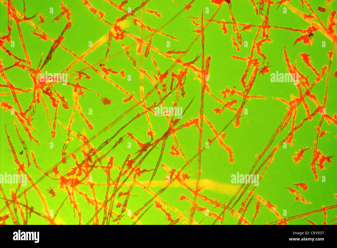 Pollen grain microscope hi-res stock photography and images - Alamy
