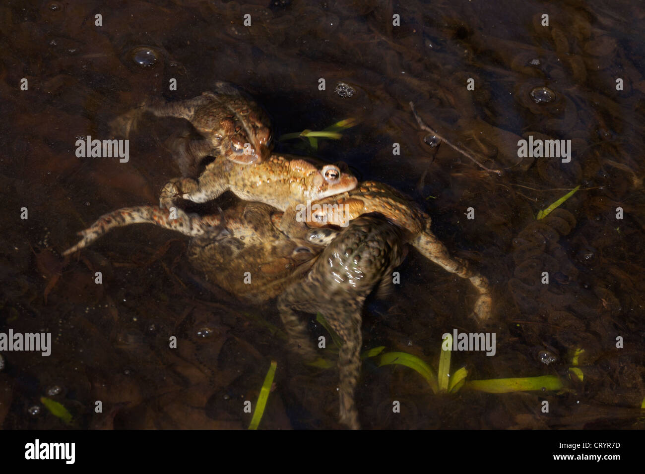 American toad , Bufo americanus , New York , toad ball, males ...