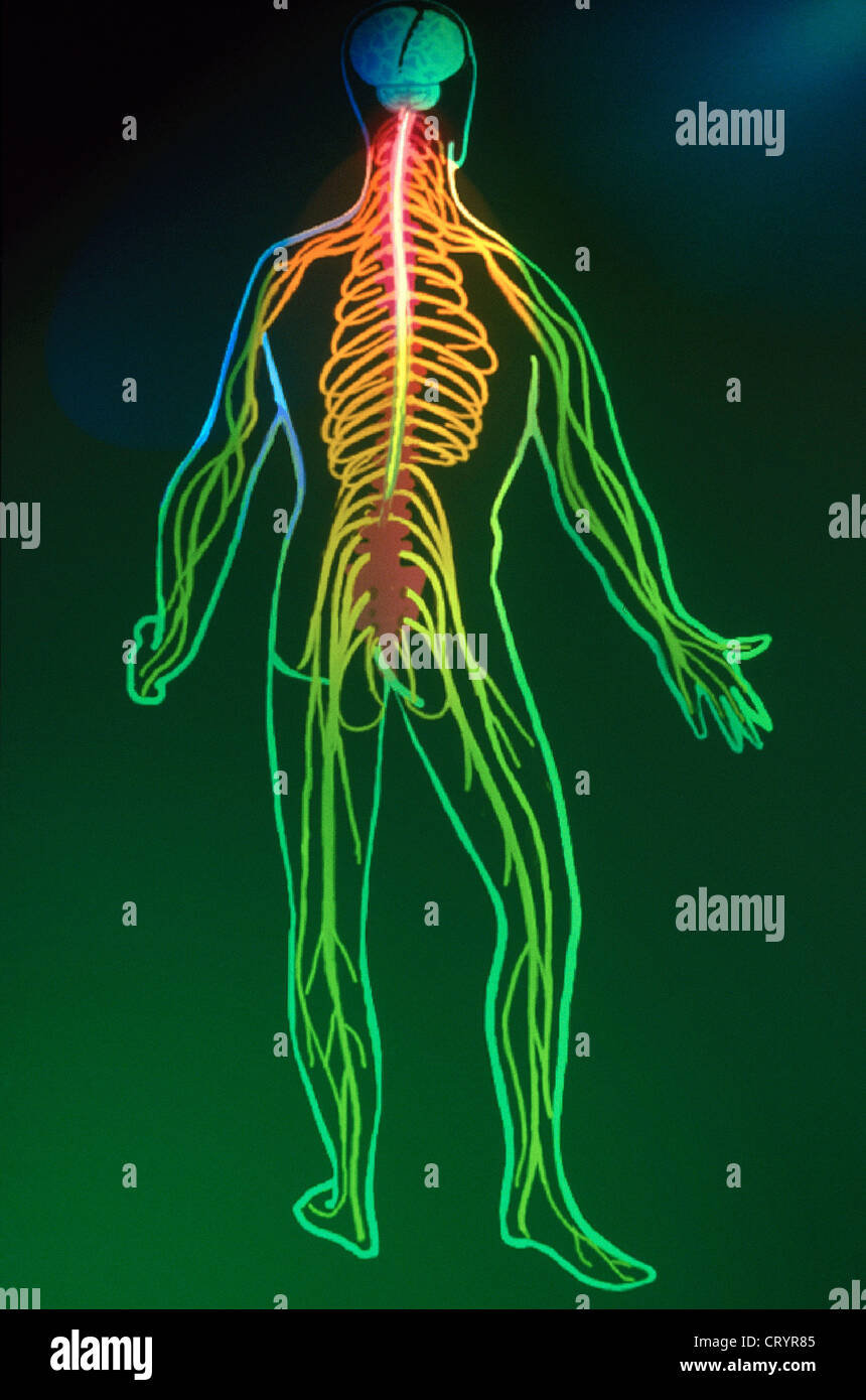 NERVOUS SYSTEM, DRAWING Stock Photo - Alamy
