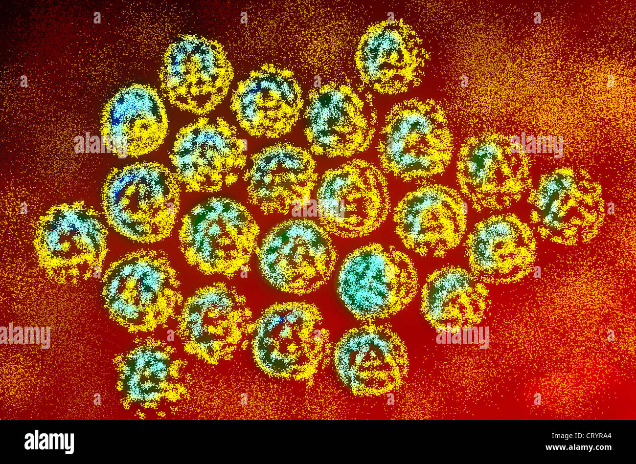 Adenovirus microscopy hi-res stock photography and images - Alamy