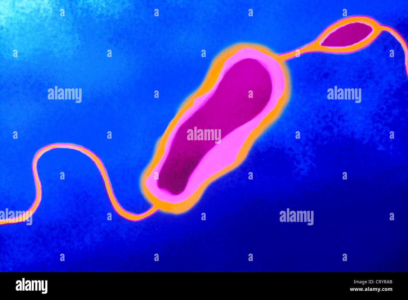 Campylobacter jejuni bacteria hi-res stock photography and images - Alamy