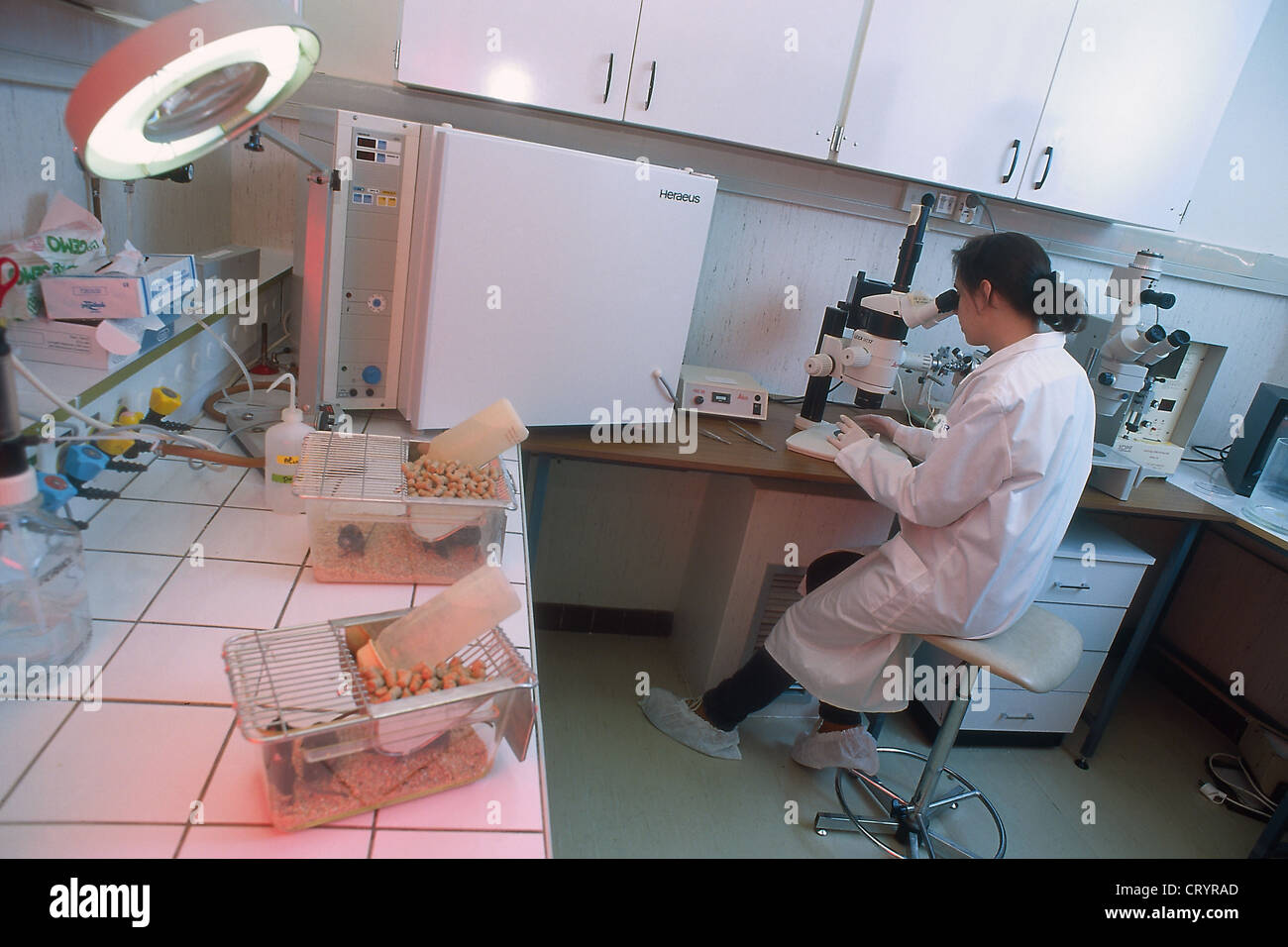Guinea pig and laboratory hi-res stock photography and images - Alamy