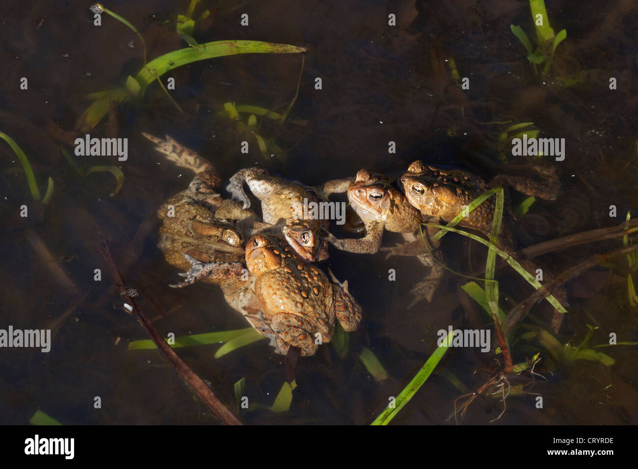 American toad bufo americanus males hi-res stock photography and images ...