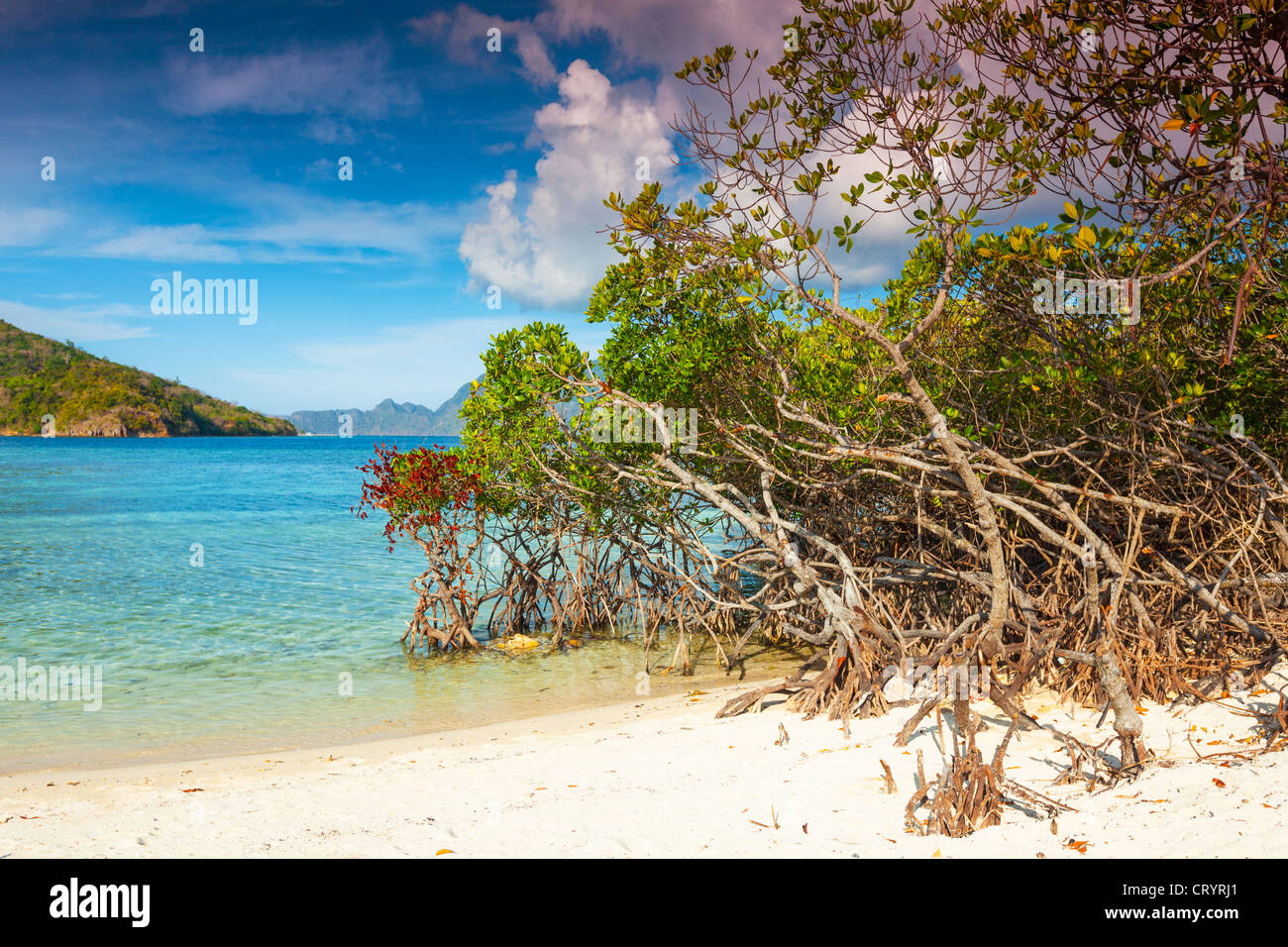 Beautiful beach. Mangroves on the foreground Stock Photo - Alamy