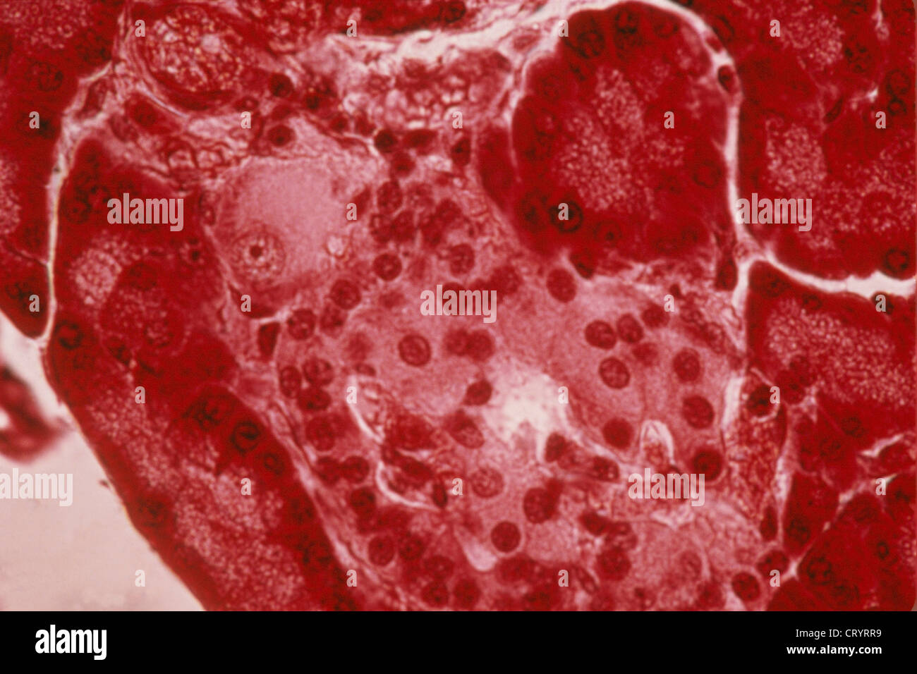 Histology endocrine hi-res stock photography and images - Alamy