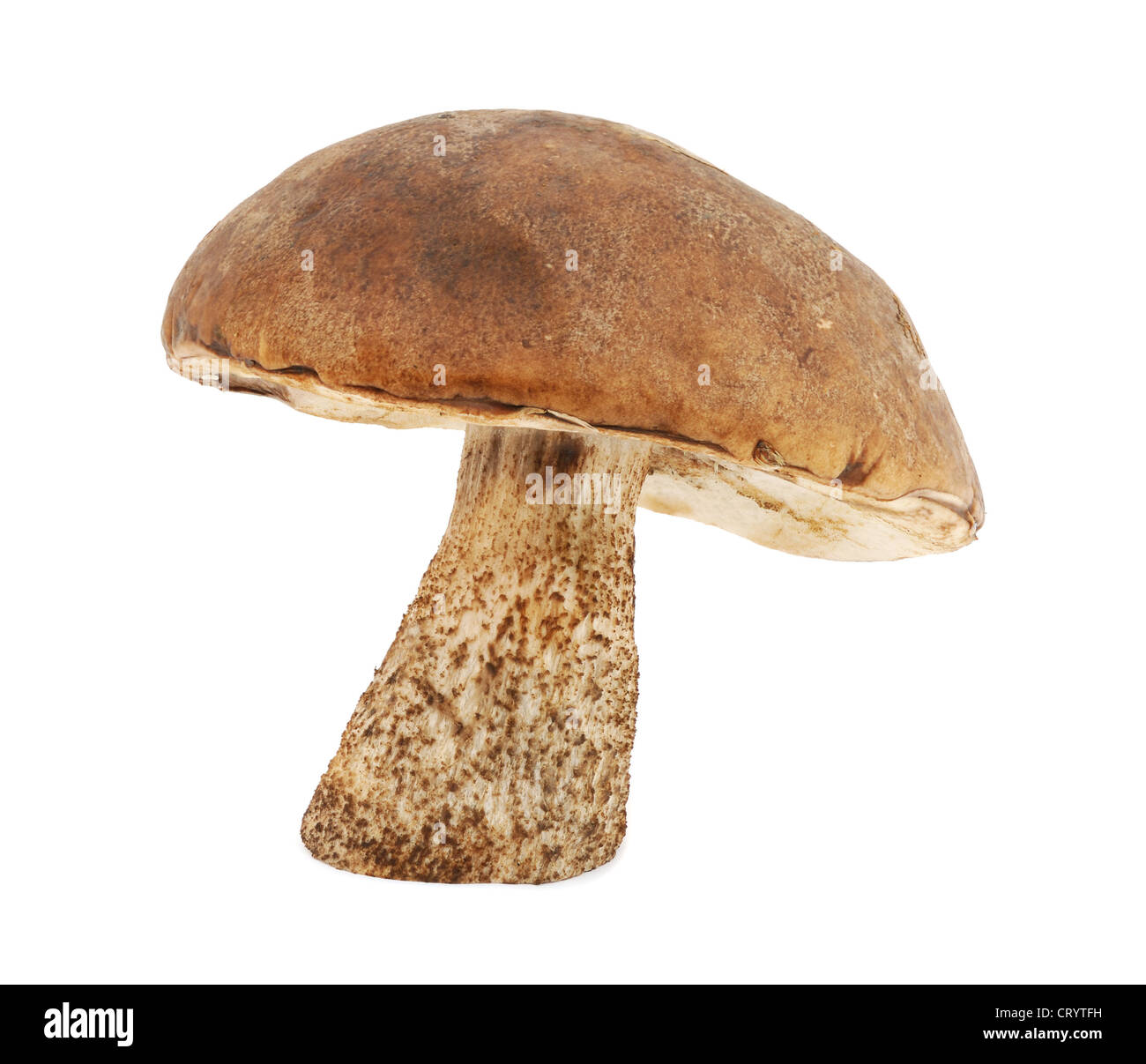 One mushroom isolated on white background Stock Photo - Alamy