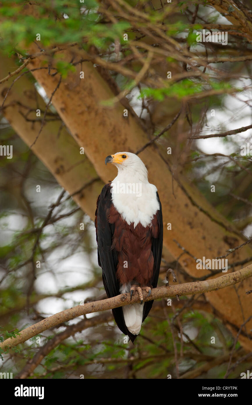 The handsome African Fishing eagle Stock Photo - Alamy