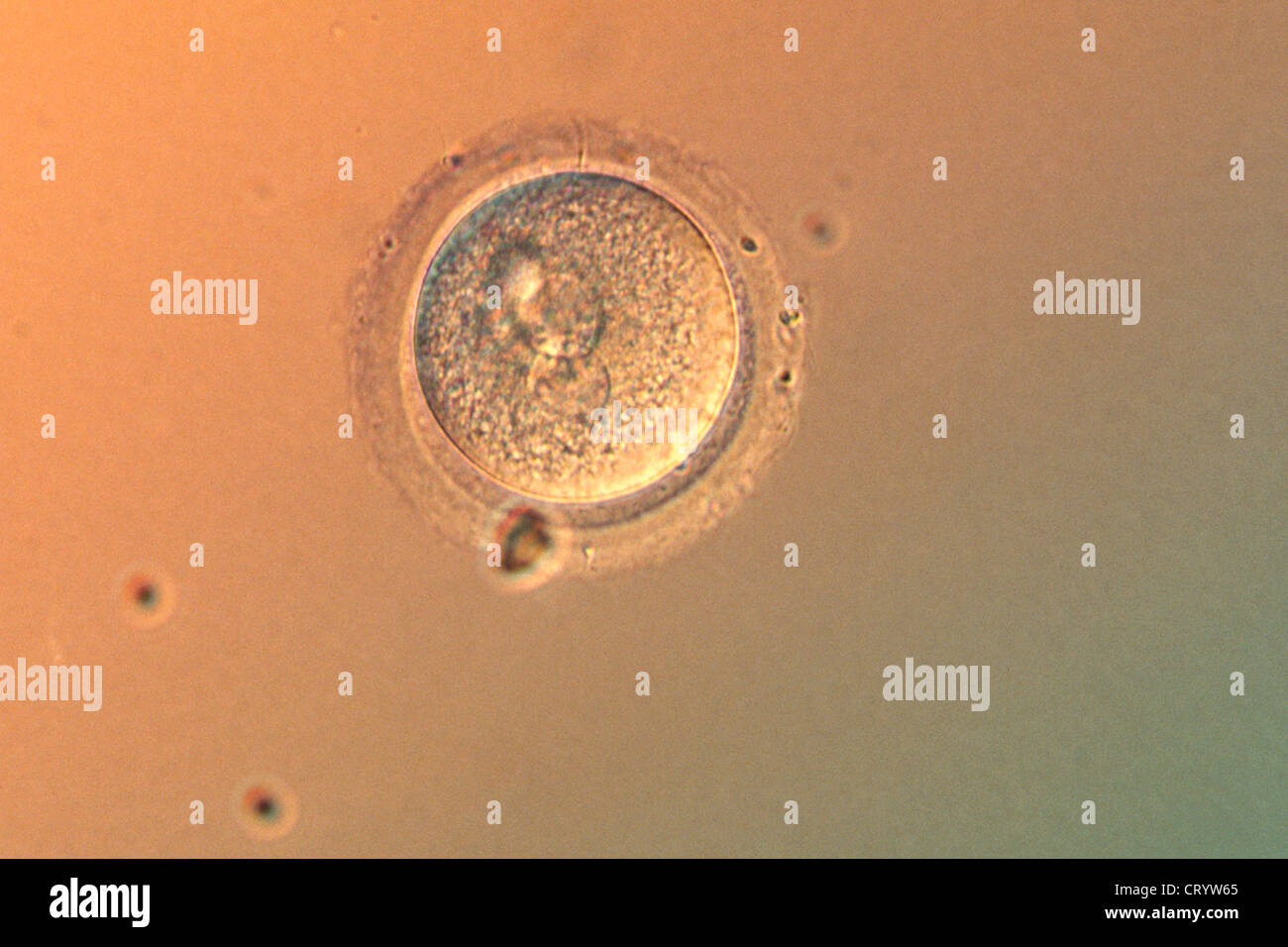 Embryo fertilization micrograph hi-res stock photography and images - Alamy