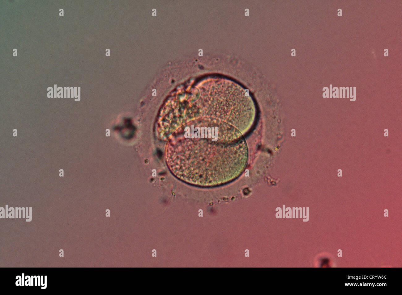 Fertilisation micrograph hi-res stock photography and images - Alamy