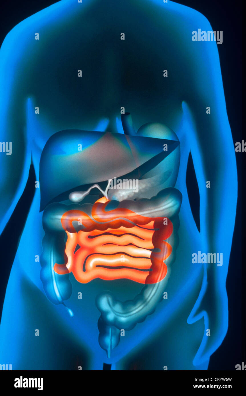SMALL INTESTINE, DRAWING Stock Photo - Alamy