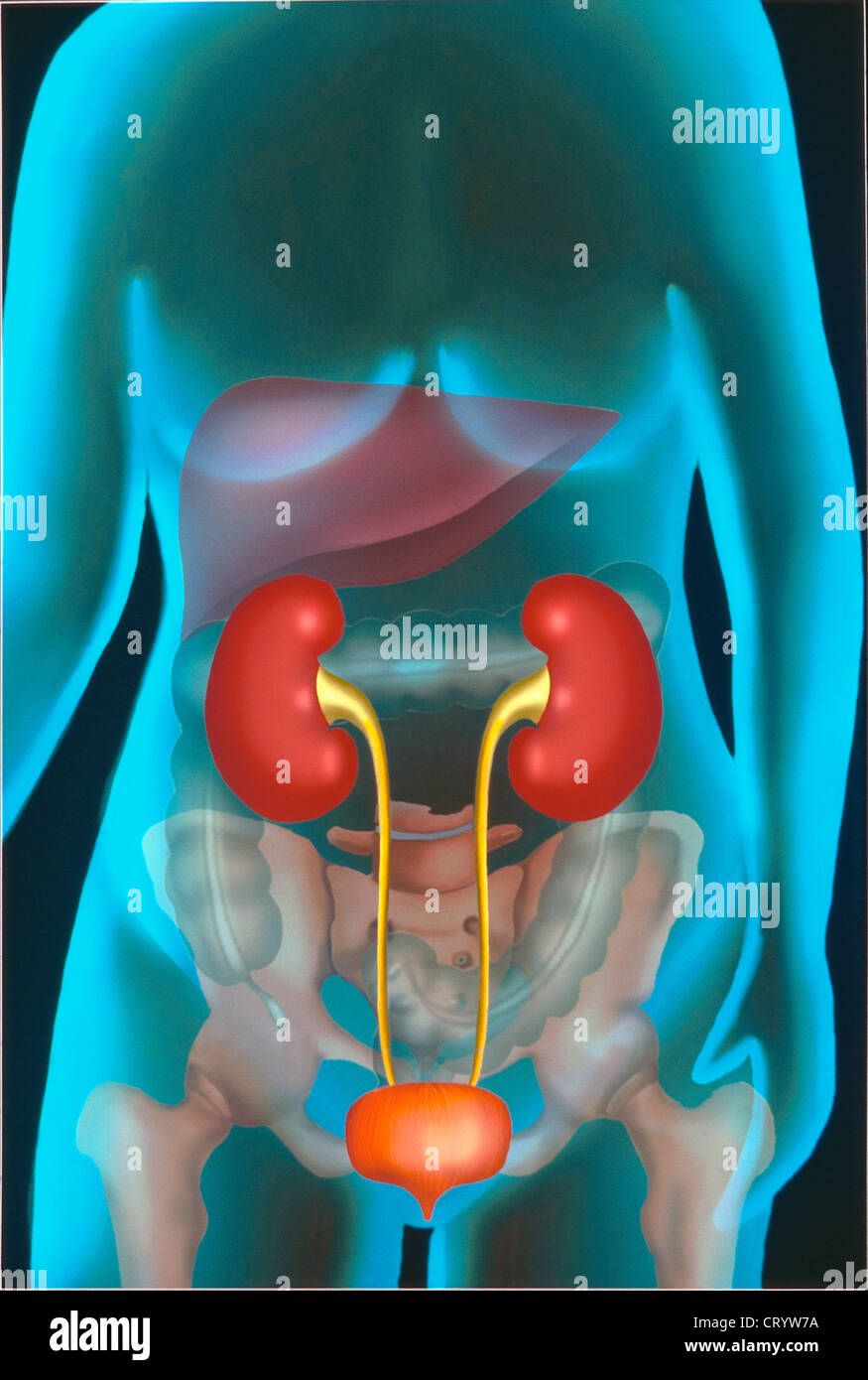 Urinary System Drawing High Resolution Stock Photography and Images - Alamy