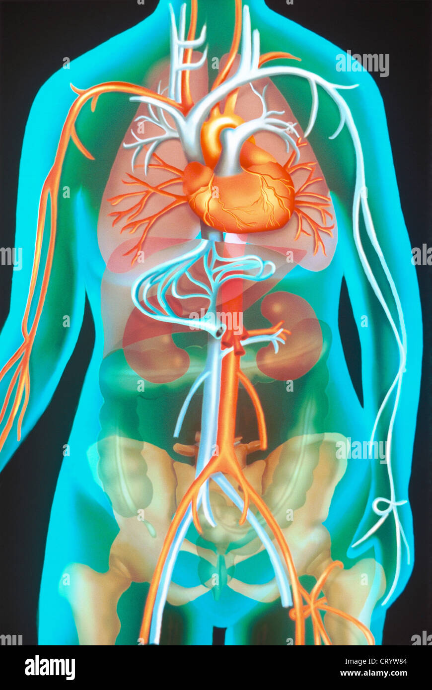 BLOOD CIRCULATION, ILLUSTRATION Stock Photo - Alamy