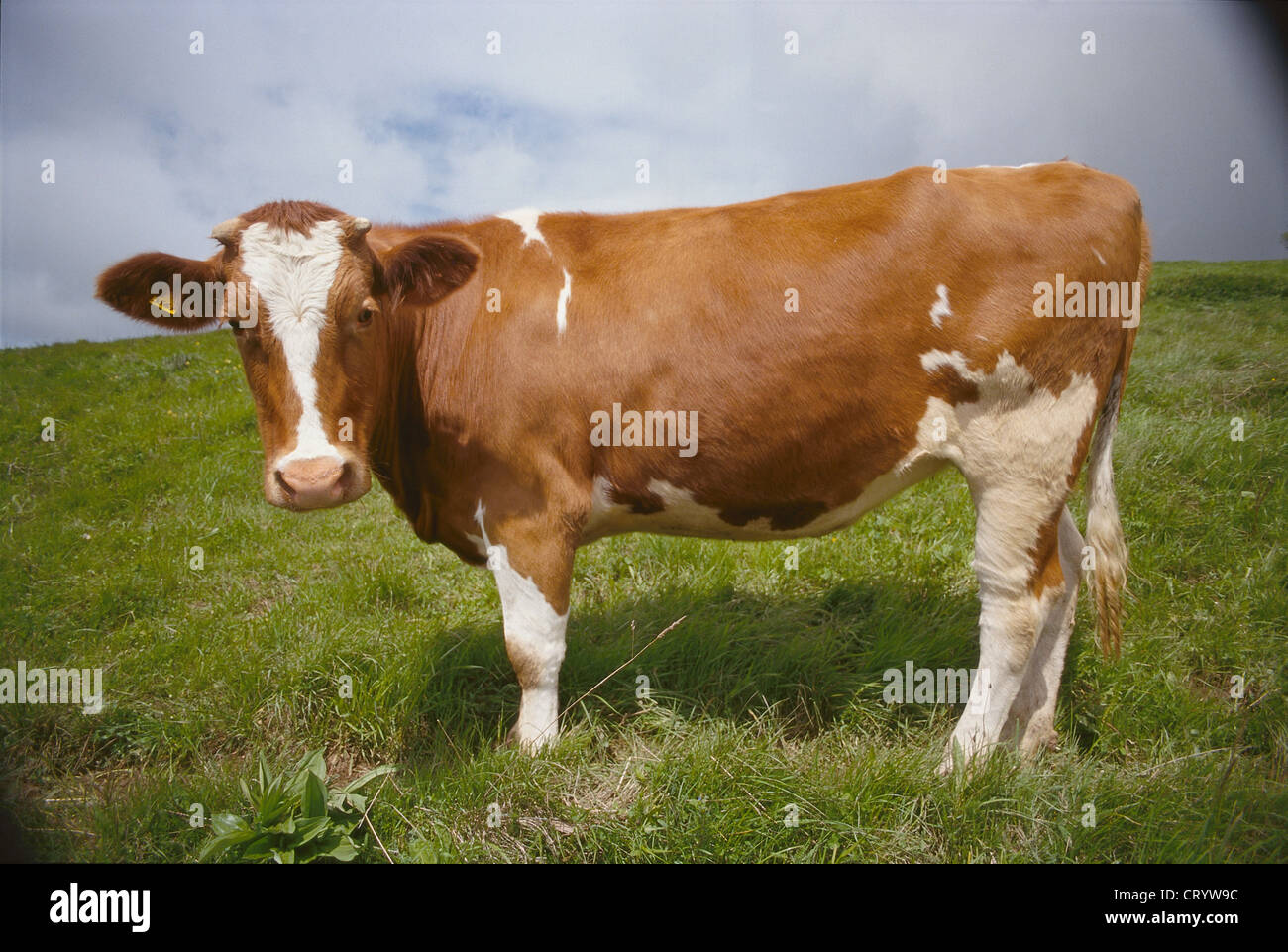 Cow hi-res stock photography and images - Alamy