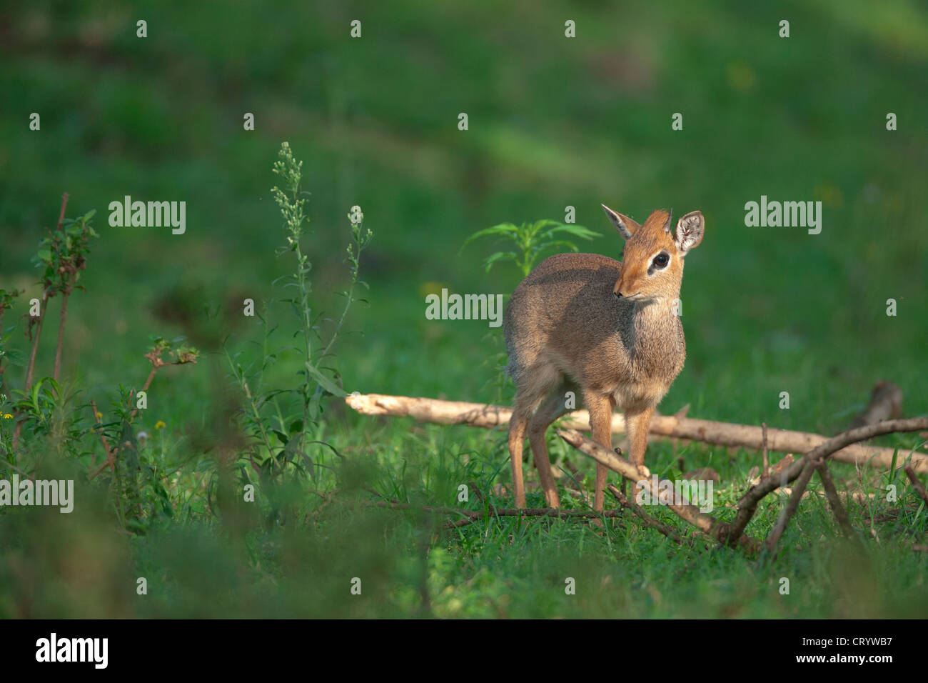 Dik Dik - The second smallest antelope in the world and the cutest in ...
