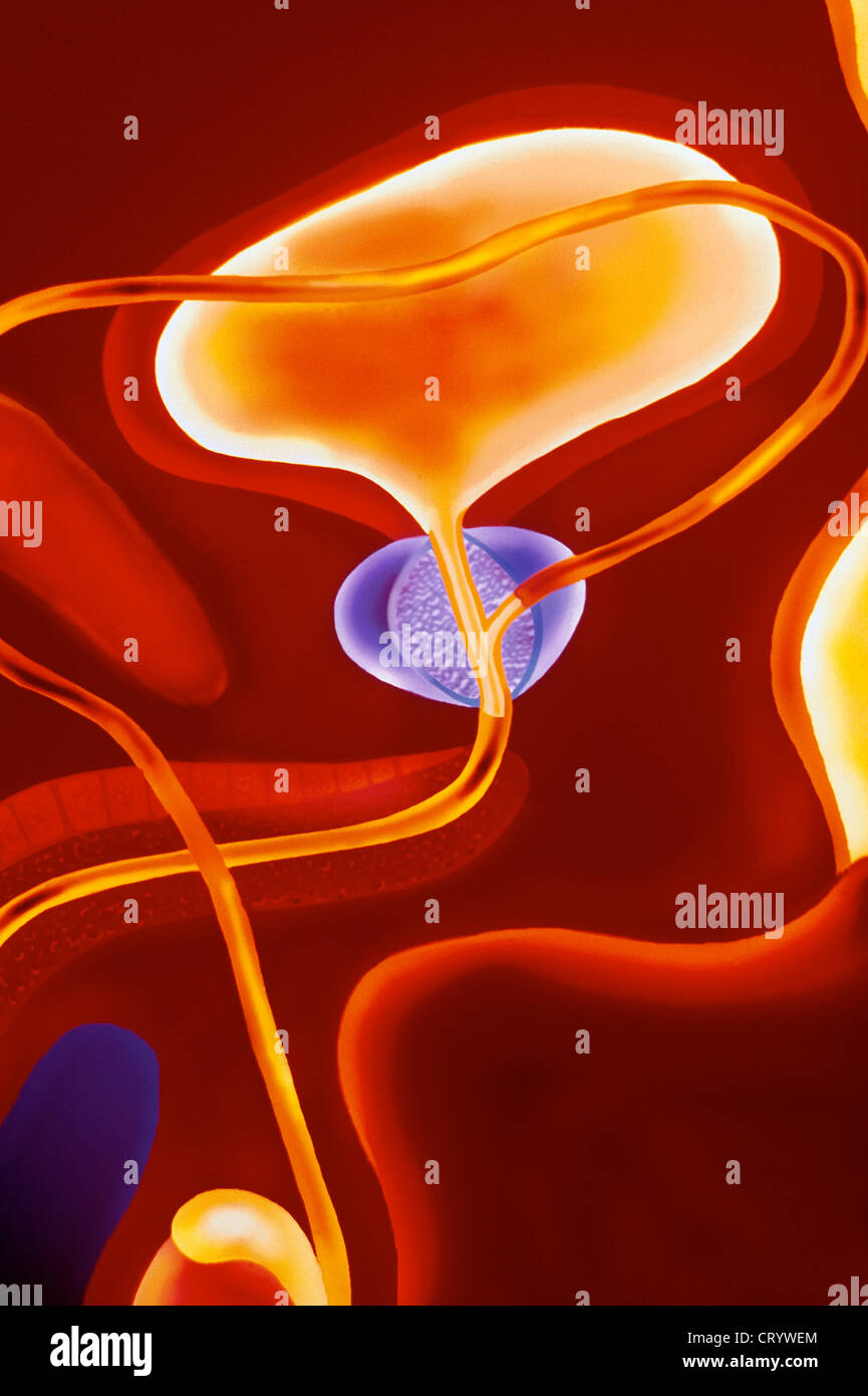 Male genital drawing hi-res stock photography and images - Alamy