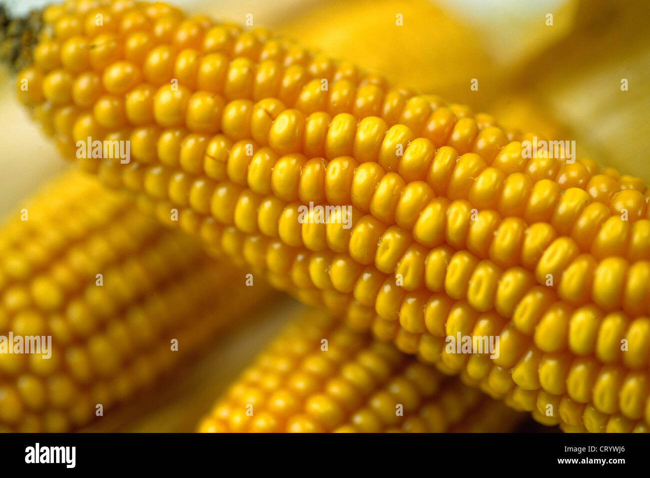 Transgenic corn hi-res stock photography and images - Alamy