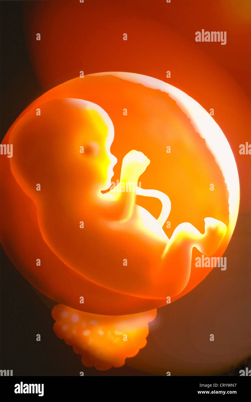 Fetus 5 months hi-res stock photography and images - Alamy