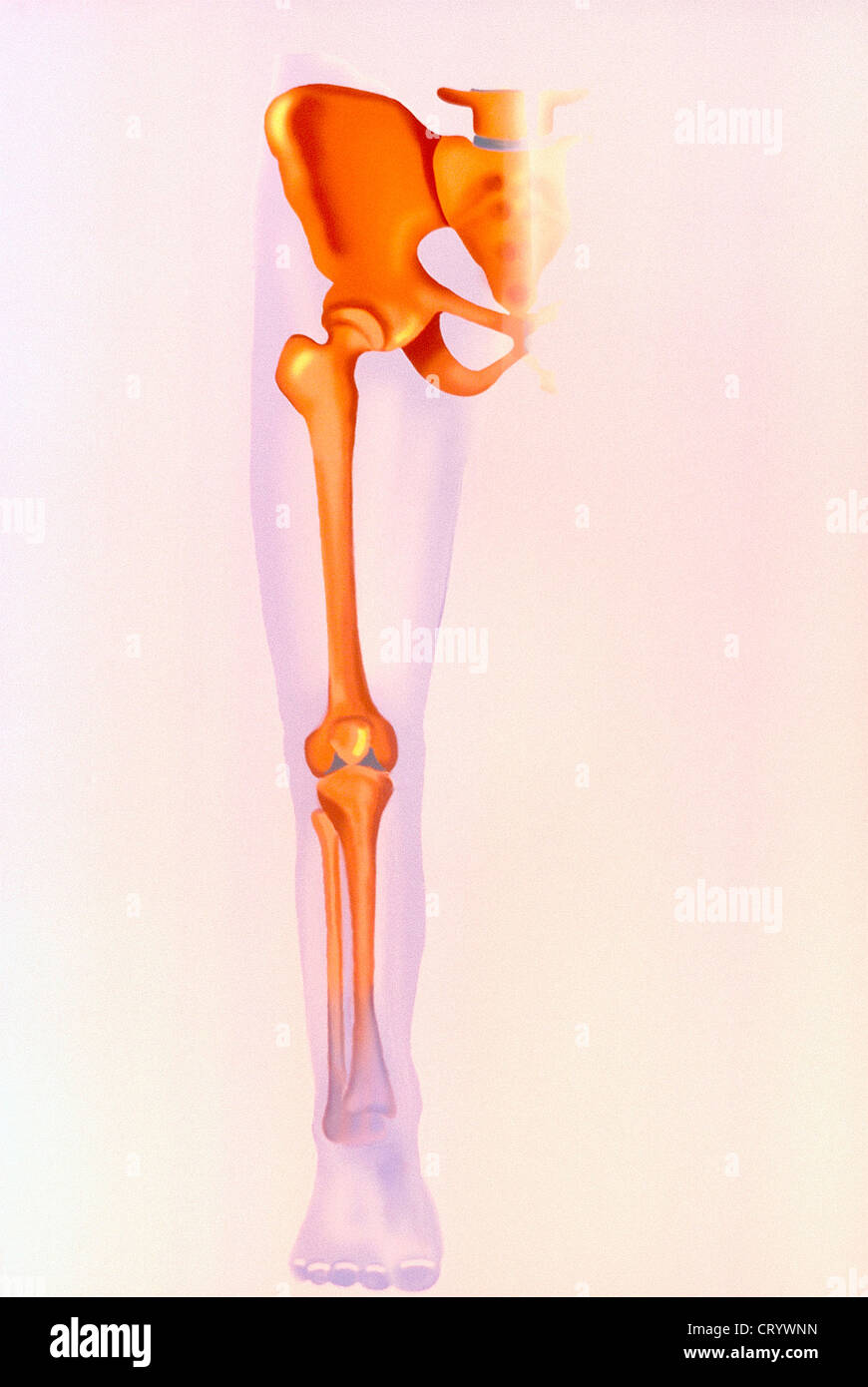 Tibia Drawing High Resolution Stock Photography and Images - Alamy