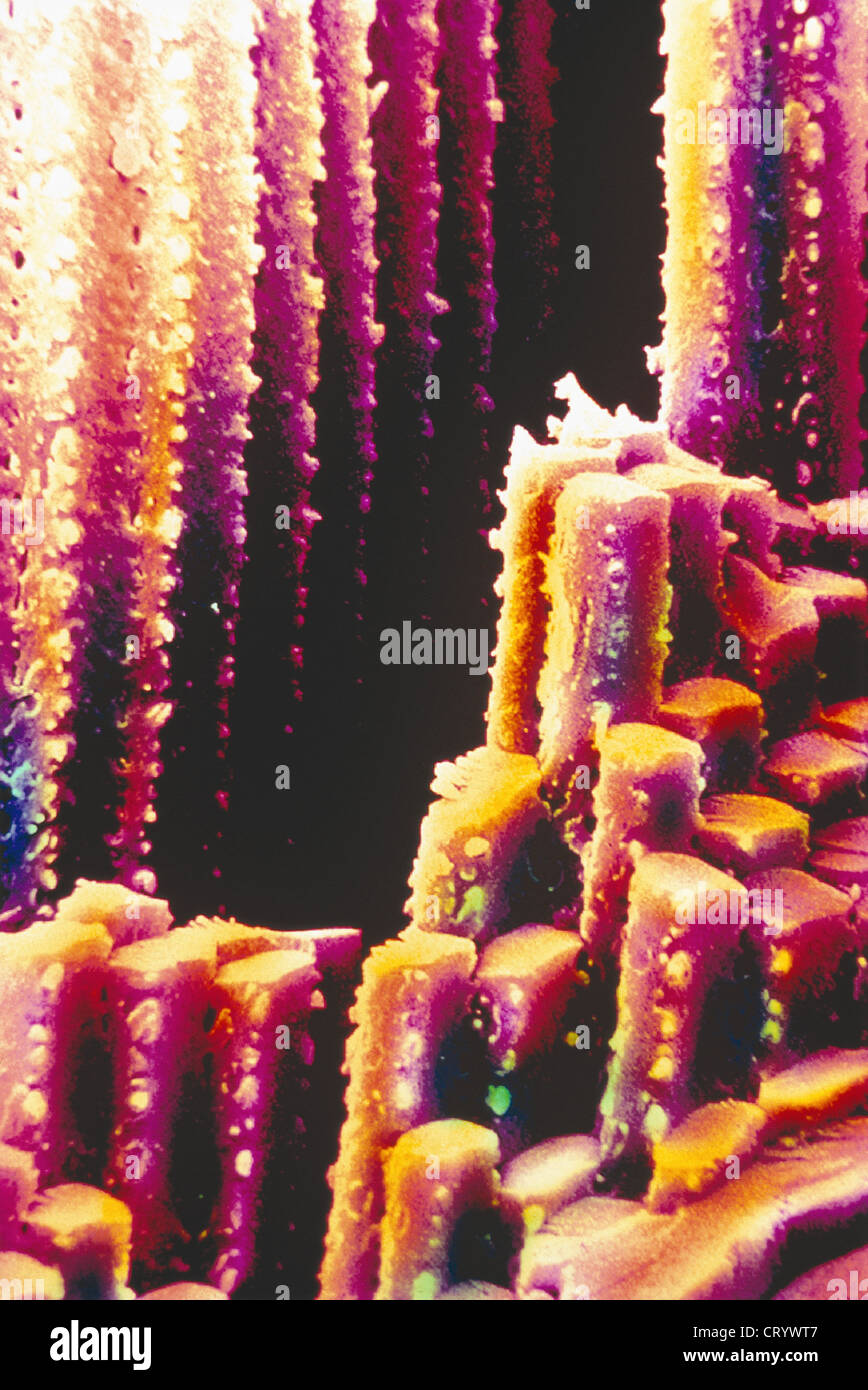 Scanning electron micrographs lens hi-res stock photography and images ...