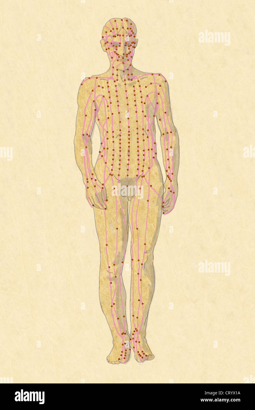 Traditional chinese medicine drawing hi-res stock photography and ...