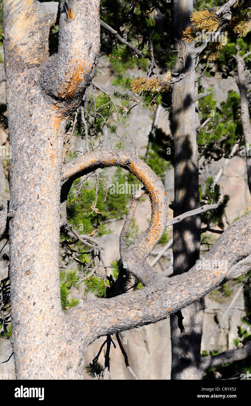 tree with branch in the shape of a circle in Yellowstone National Park ...