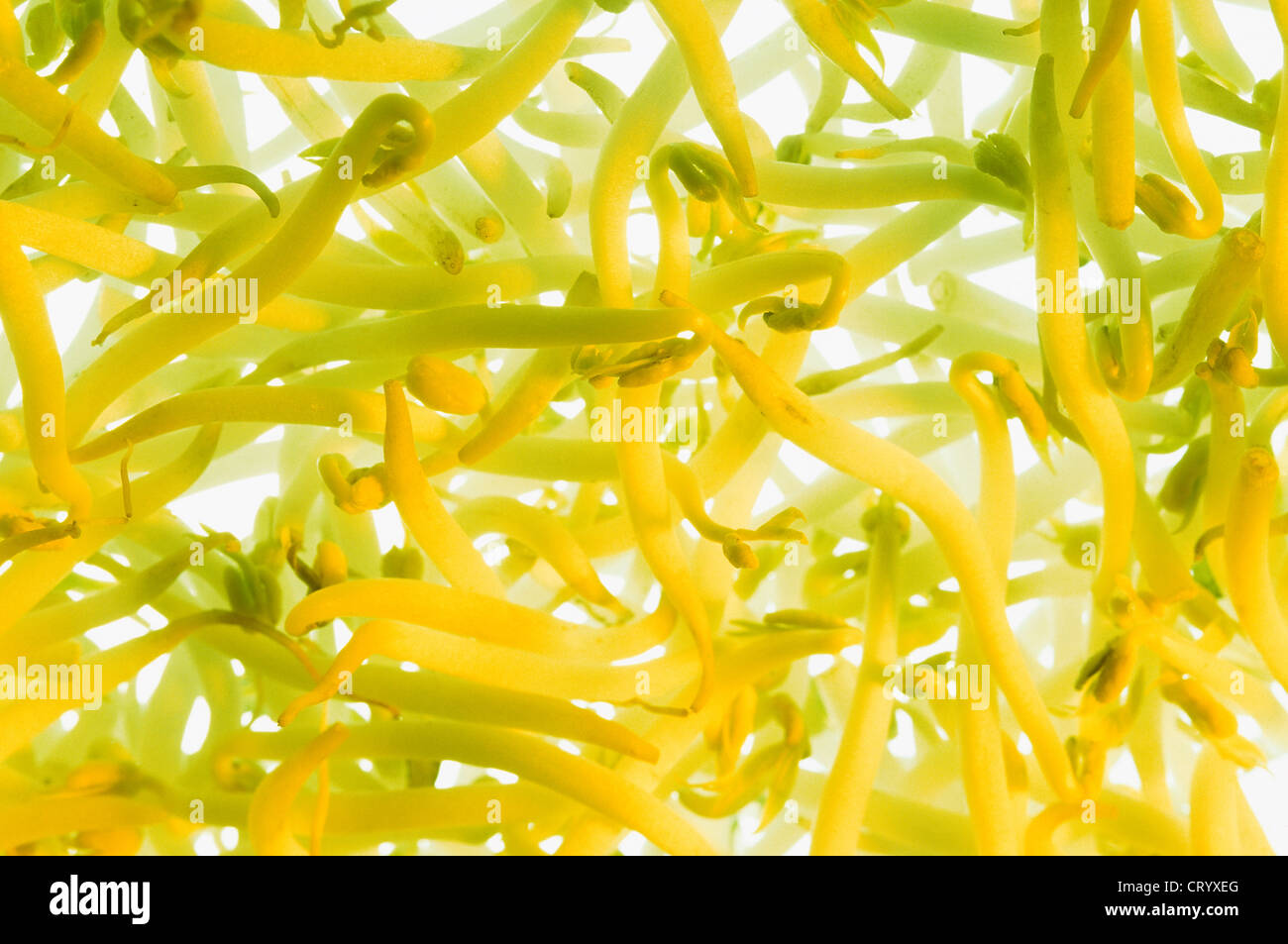 Genetically modified soybeans hi-res stock photography and images - Alamy