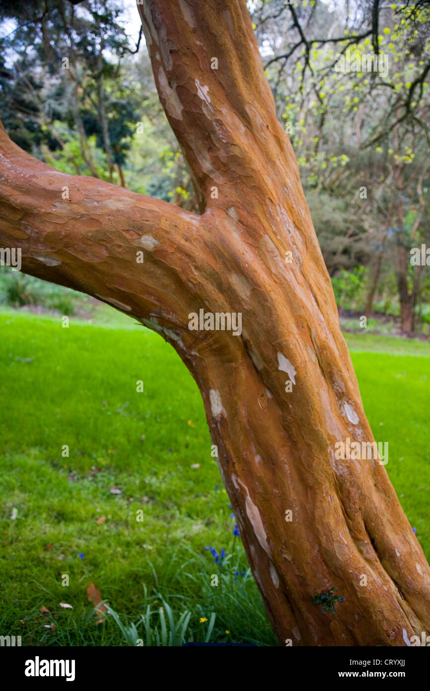 Luma apiculata hi-res stock photography and images - Alamy