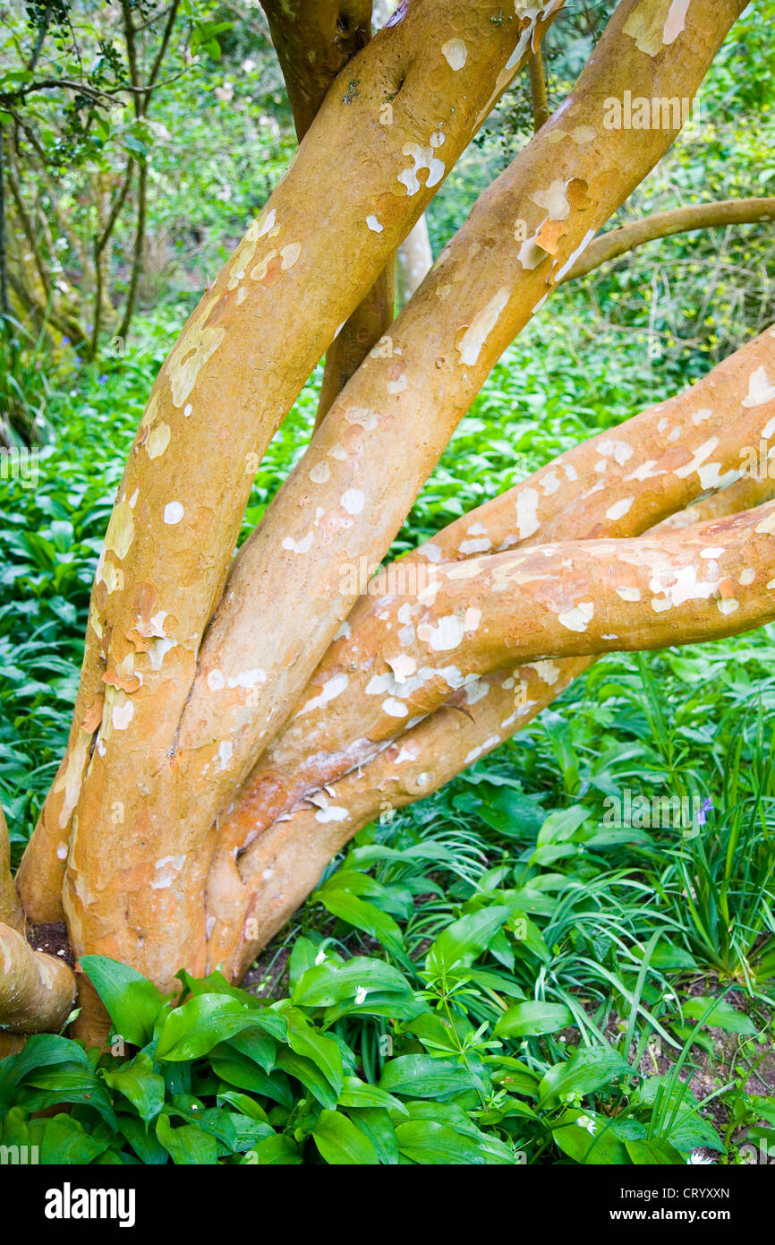 Luma apiculata hi-res stock photography and images - Alamy