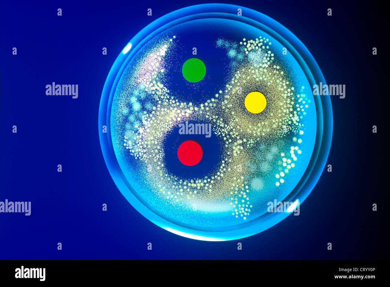 Antibiogram hi-res stock photography and images - Alamy