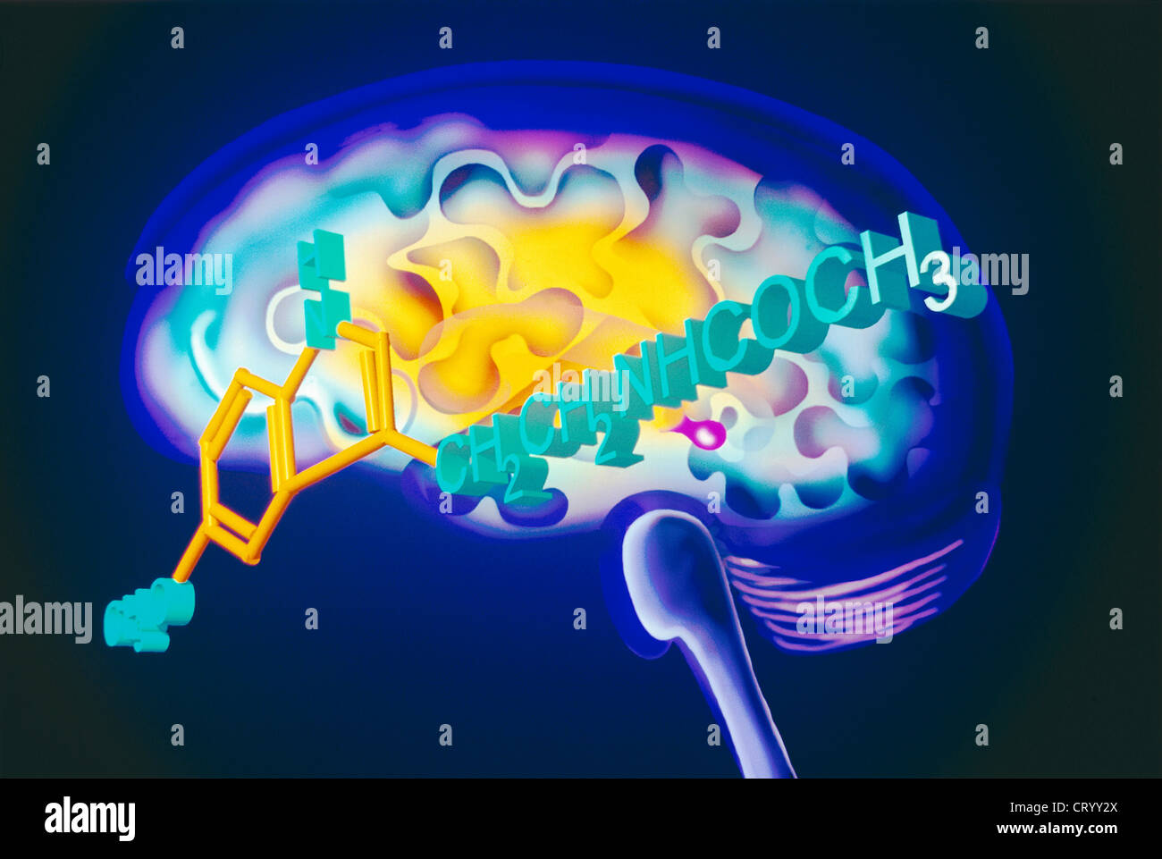 Melatonin brain hi-res stock photography and images - Alamy