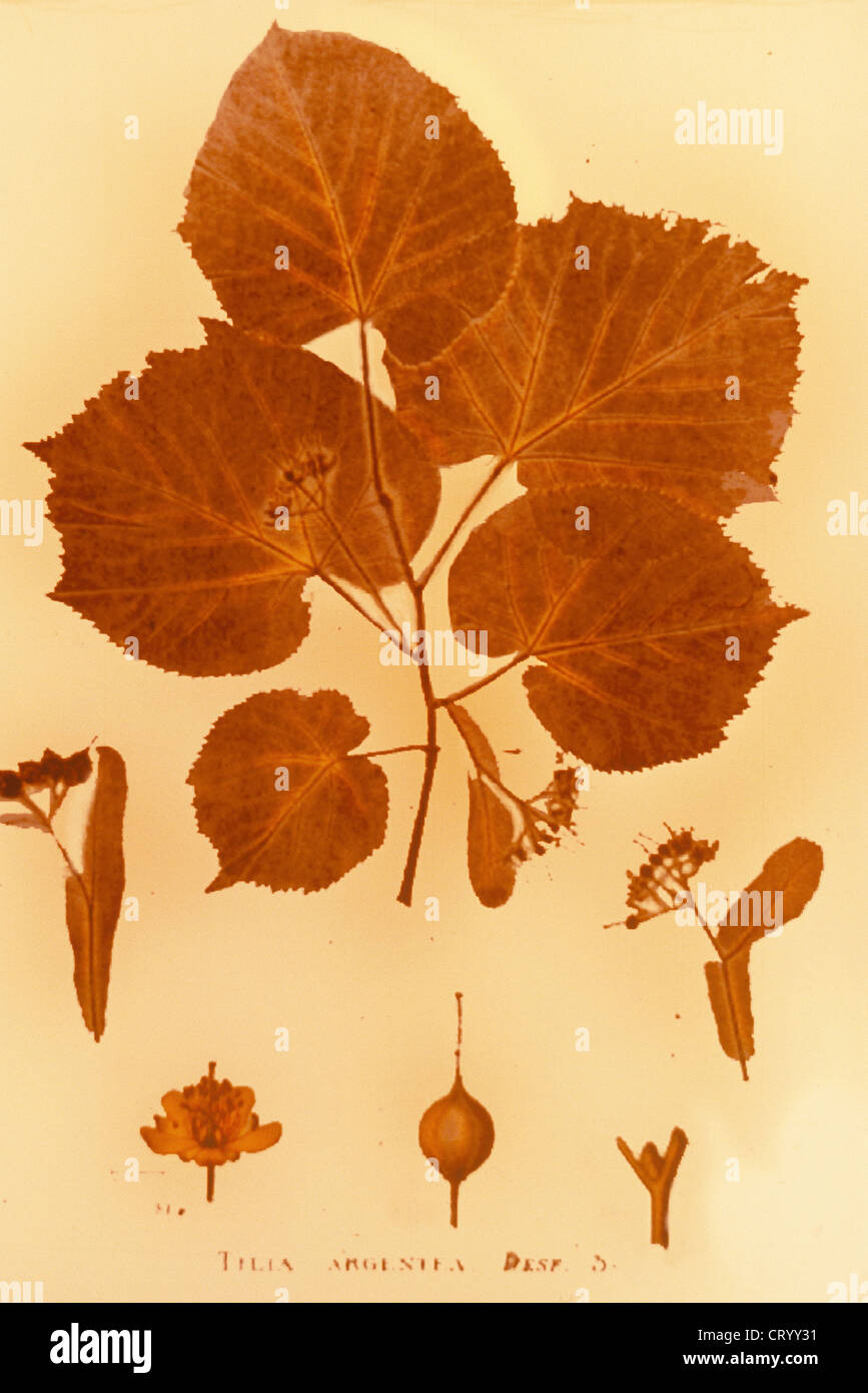 Tiliae officinalis hi-res stock photography and images - Alamy