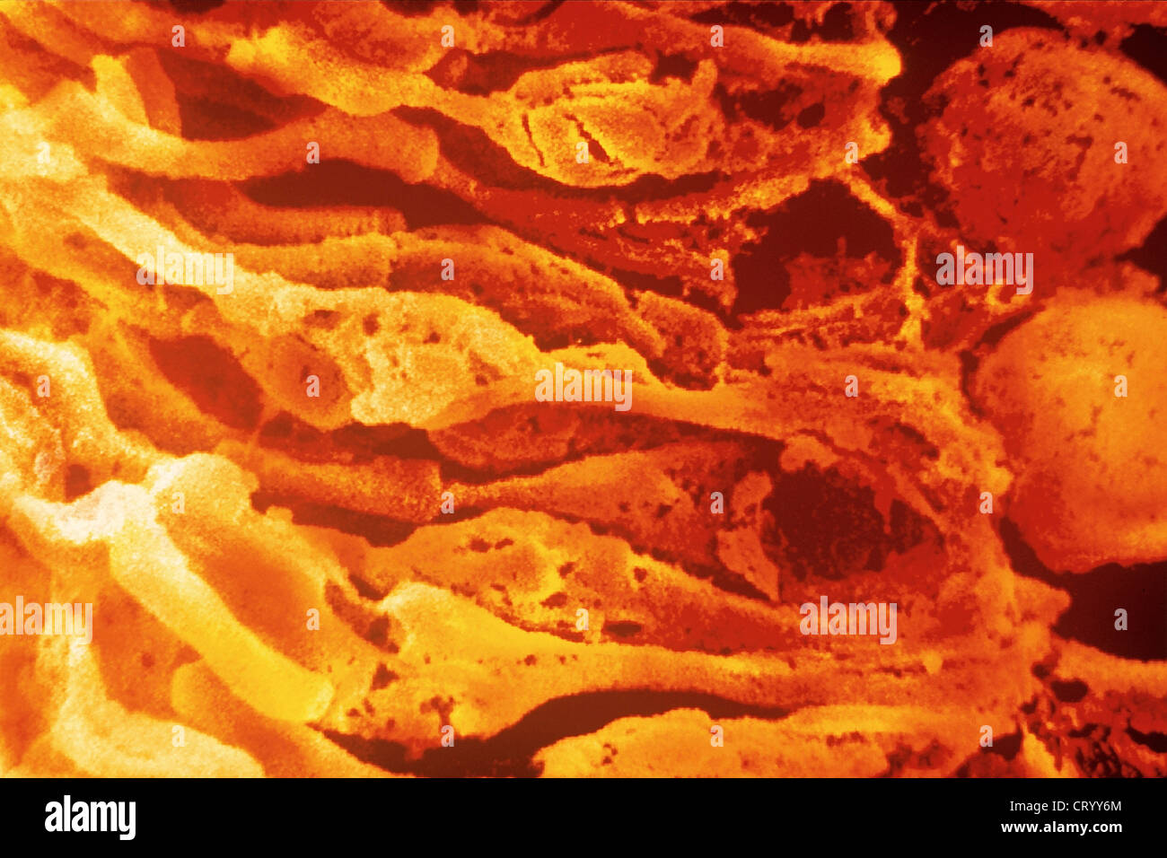 Photoreceptors rods hi-res stock photography and images - Alamy