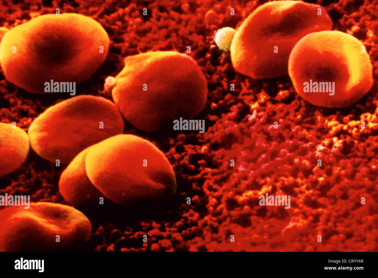 RED BLOOD CELL, DRAWING Stock Photo - Alamy