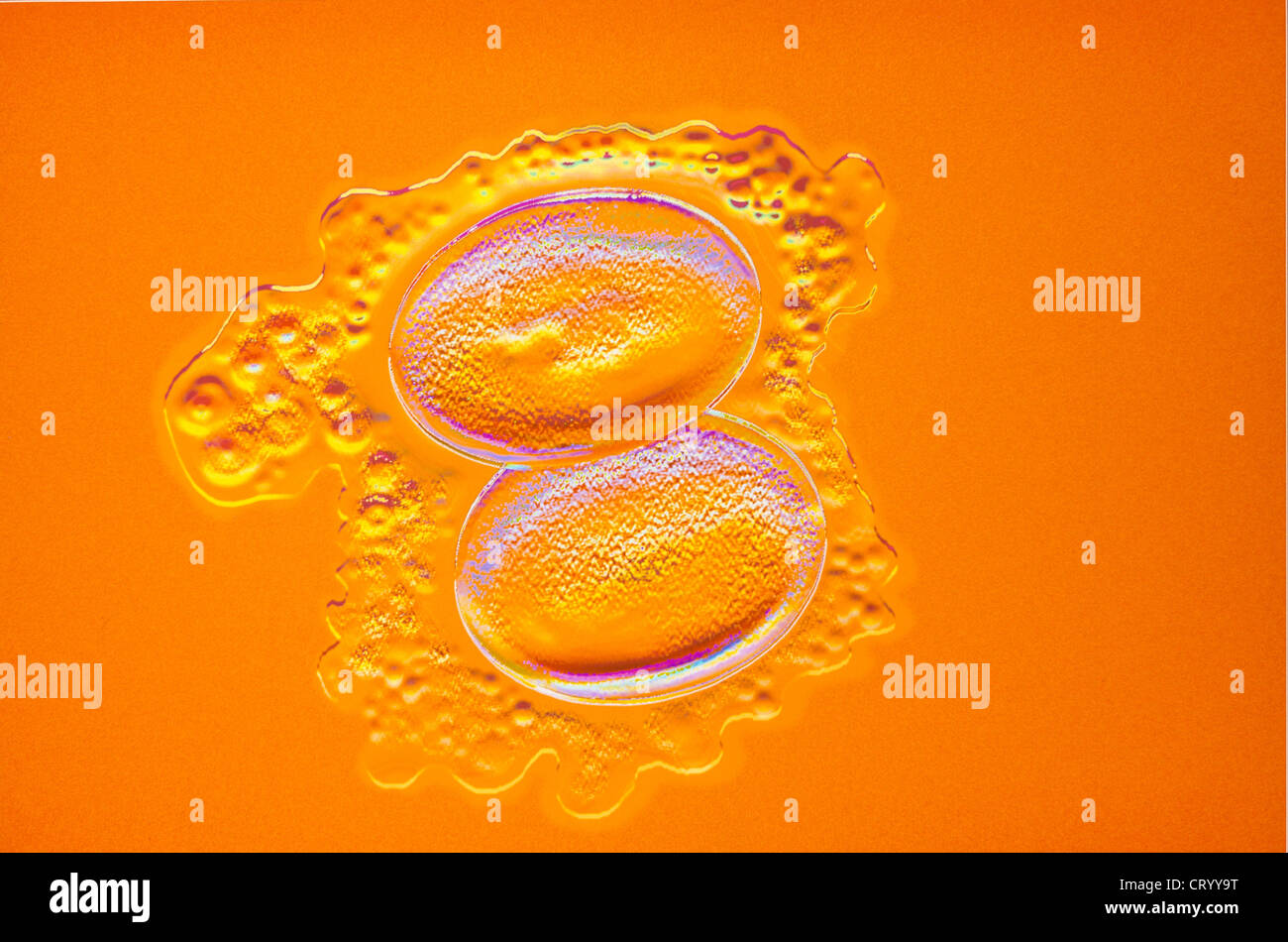 Two embryos hi-res stock photography and images - Alamy