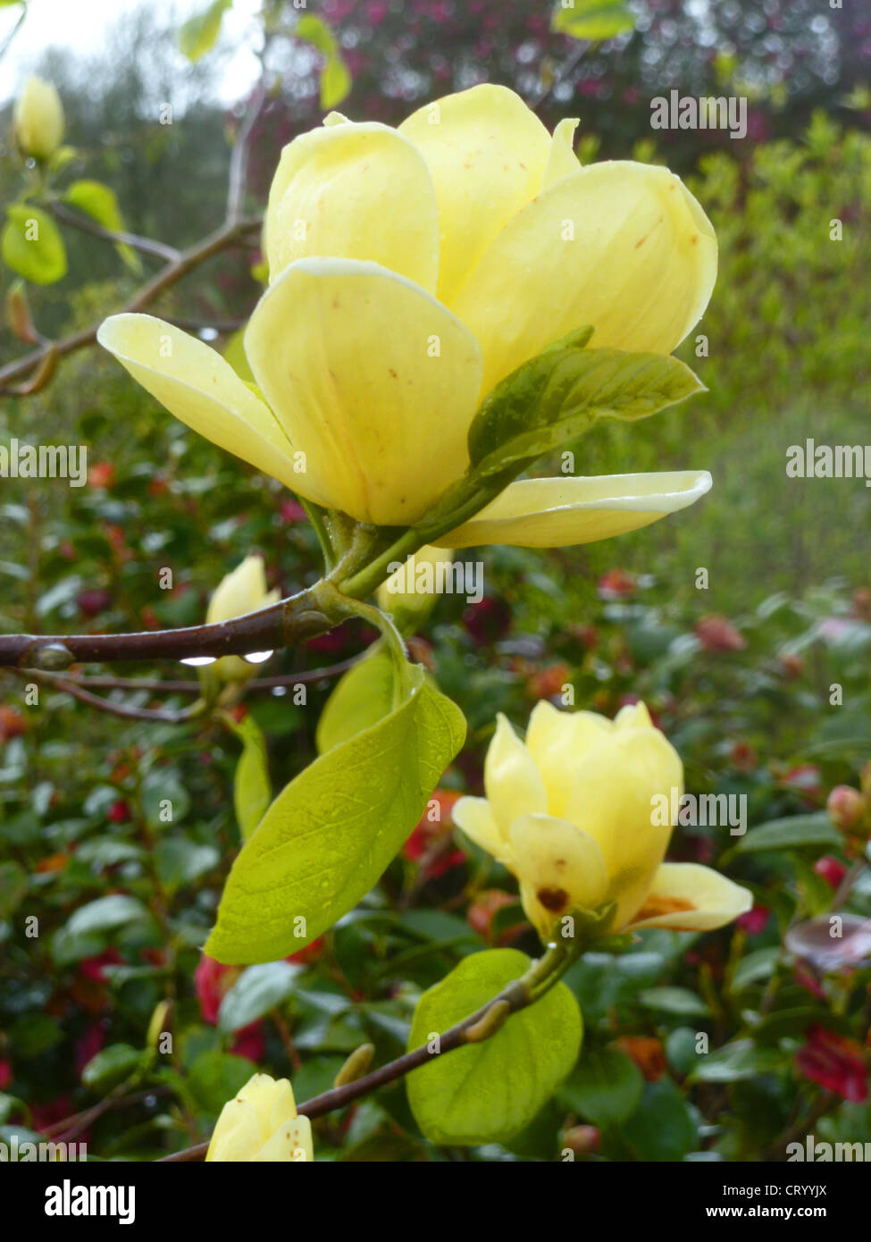 Yellow magnolia hi-res stock photography and images - Alamy
