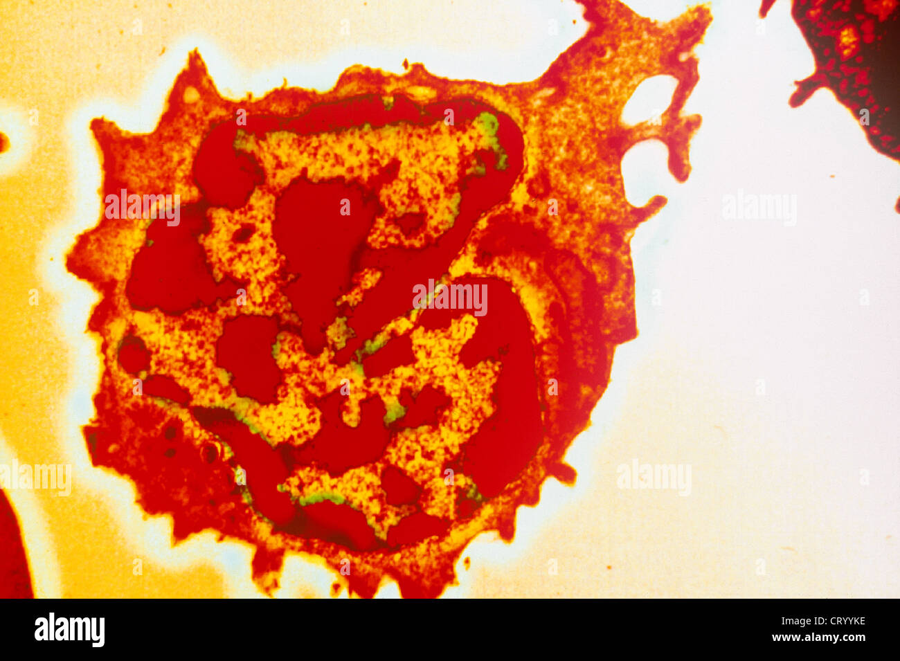 Red blood cell tem hi-res stock photography and images - Alamy