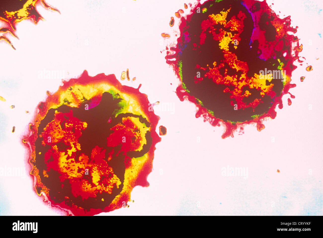 Blood cell white tem b hi-res stock photography and images - Alamy