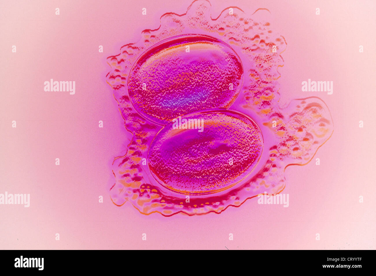 Two embryos hi-res stock photography and images - Alamy