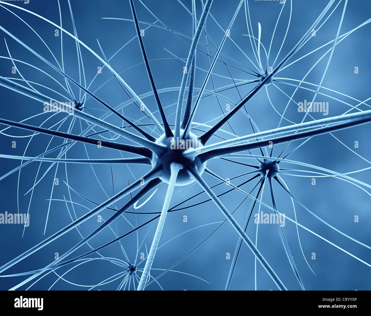 The brain - neurons and nervous system Stock Photo - Alamy