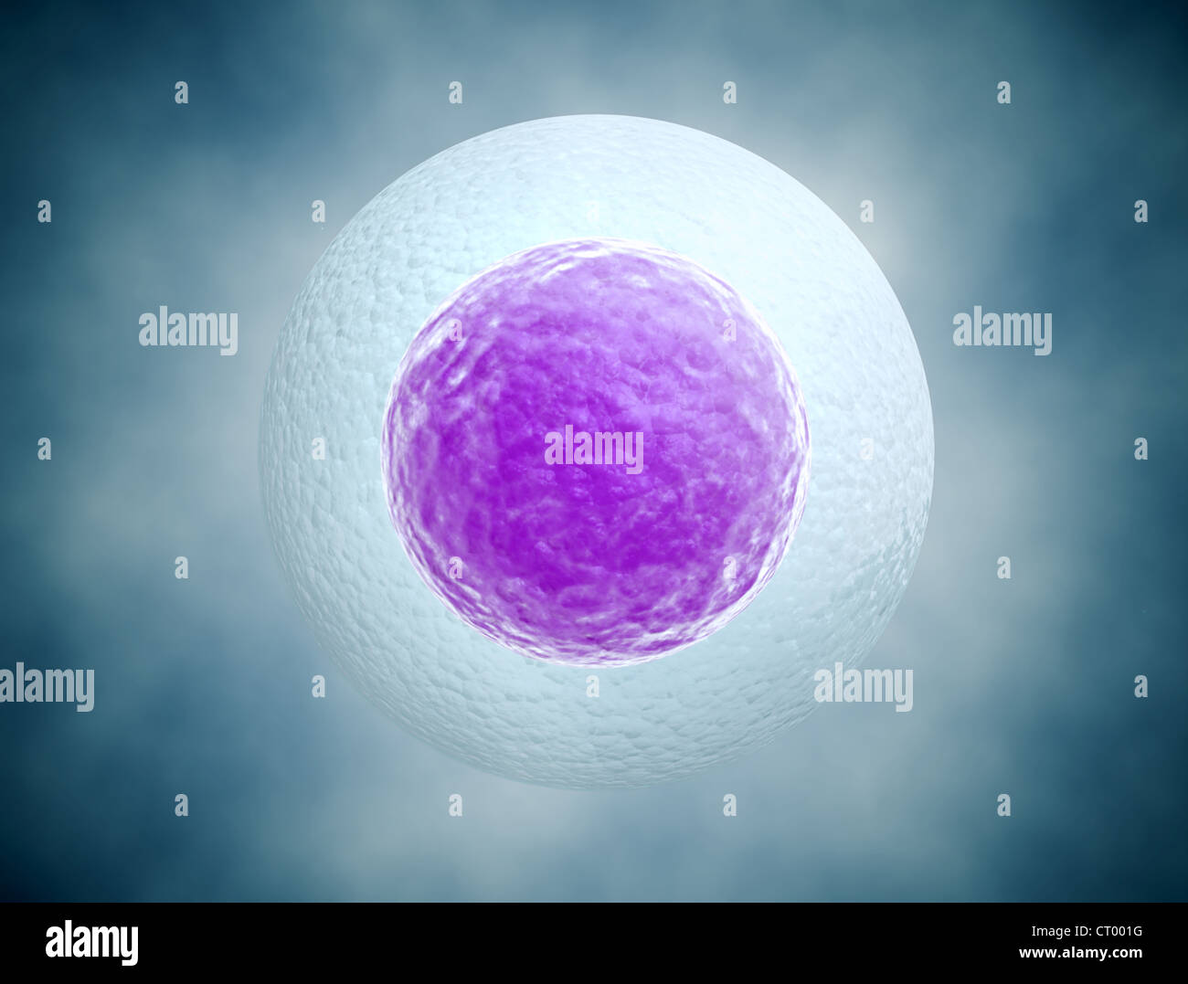 Egg cell hi-res stock photography and images - Alamy
