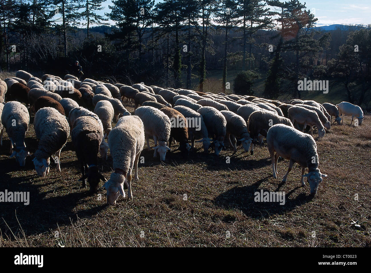 Scrapie sheep hi-res stock photography and images - Alamy