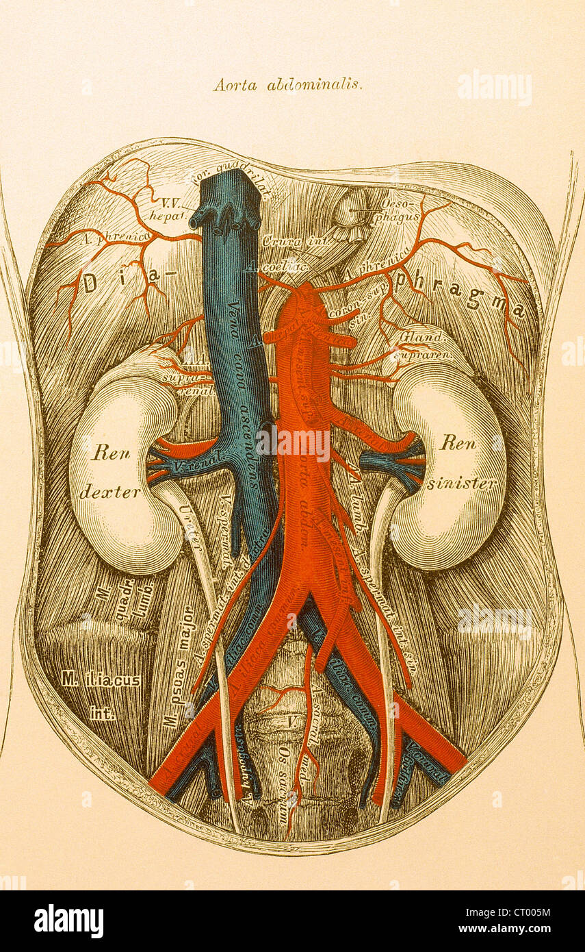 Normal iliac arteries hi-res stock photography and images - Alamy