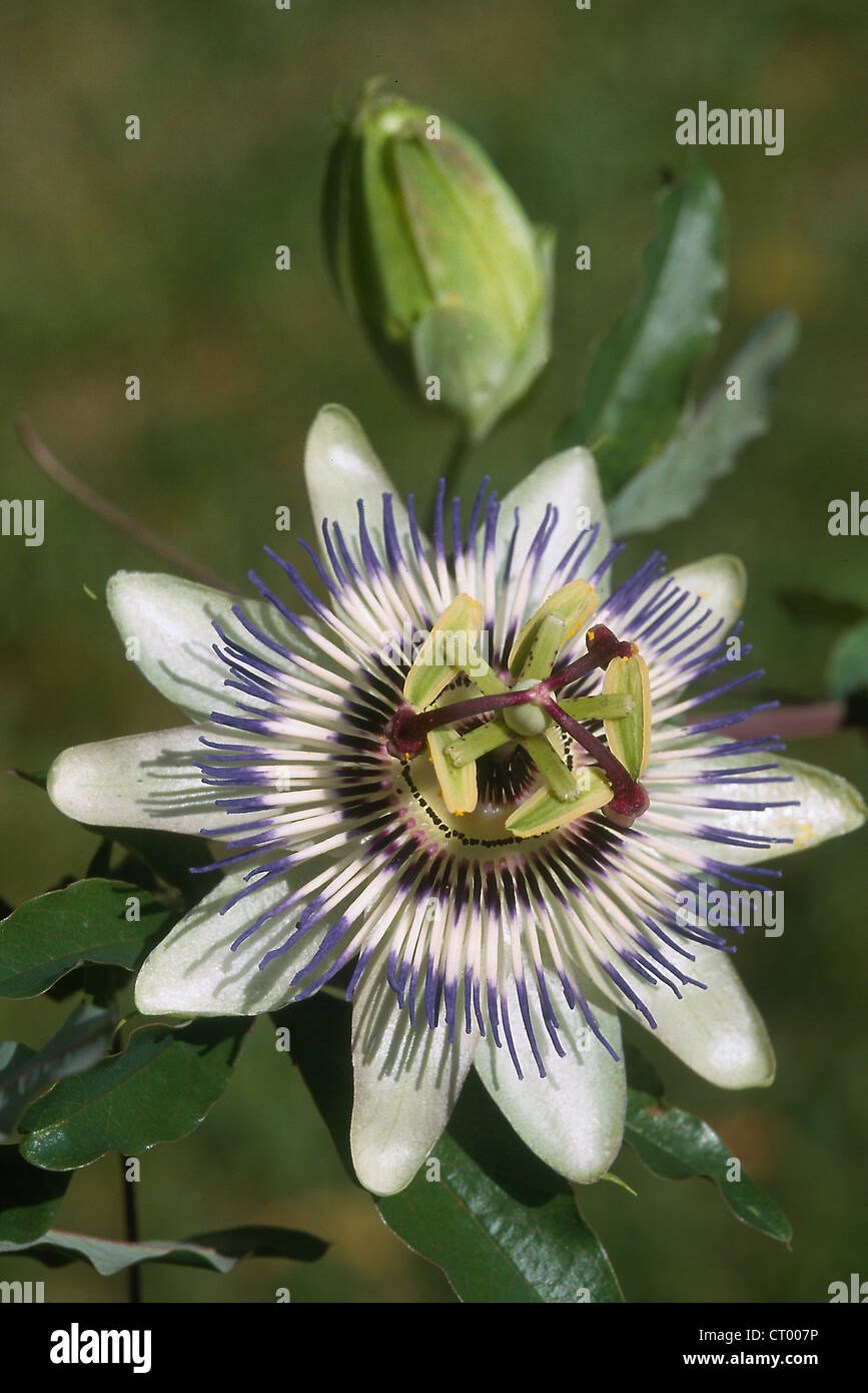 Passiflora flower heads hi-res stock photography and images - Alamy
