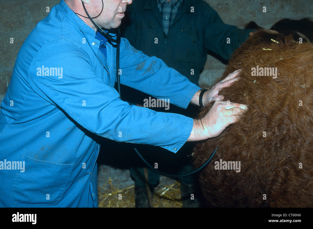 Veterinary examination cow hi-res stock photography and images - Alamy