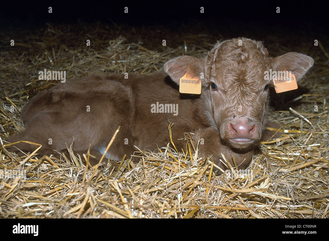 Tagging cows hi-res stock photography and images - Alamy