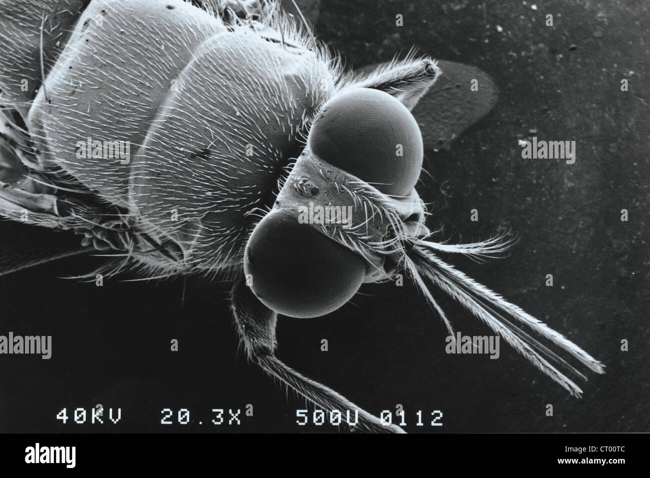 Tsetse fly animals hi-res stock photography and images - Alamy