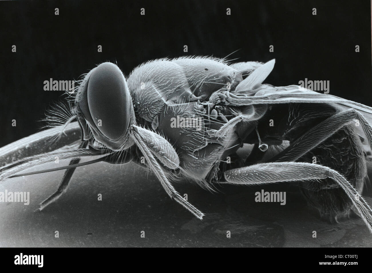 Tsetse fly animals hi-res stock photography and images - Alamy