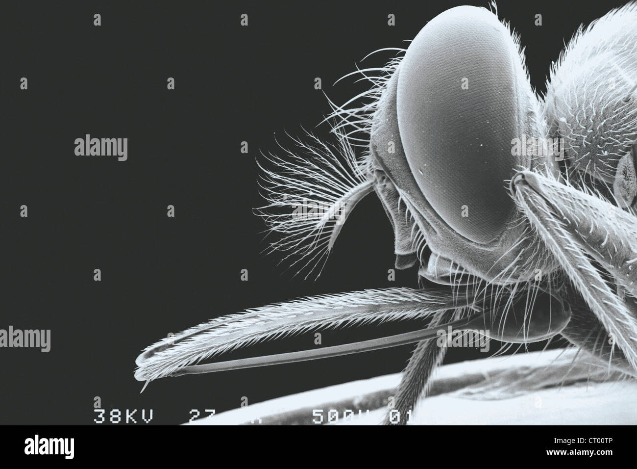 TSE TSE FLY Stock Photo - Alamy